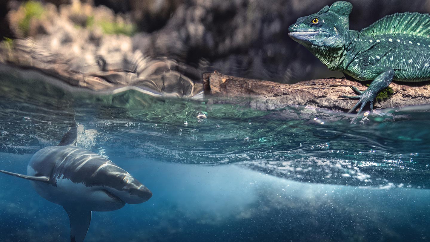 Interactive Biology Lesson - Campona | feat. agency